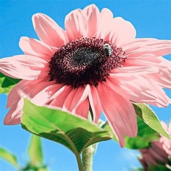 Other | 2 Seeds Pink Sunflowers Rare Planting Sunflower Garden Bonsai ...
